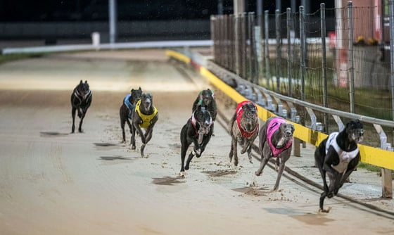 Tasracing - Tasmania's governing body of horse and greyhound racing