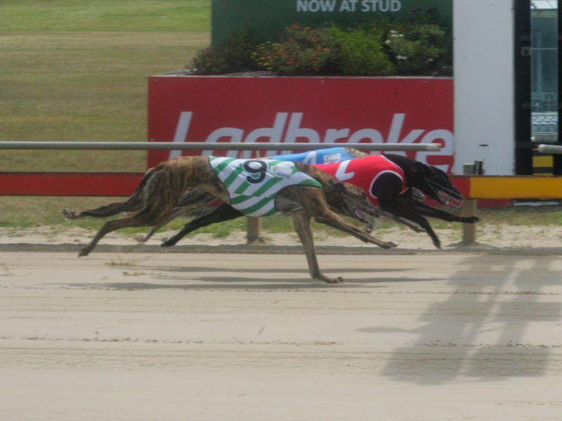 Greyhound Recovery Scheme