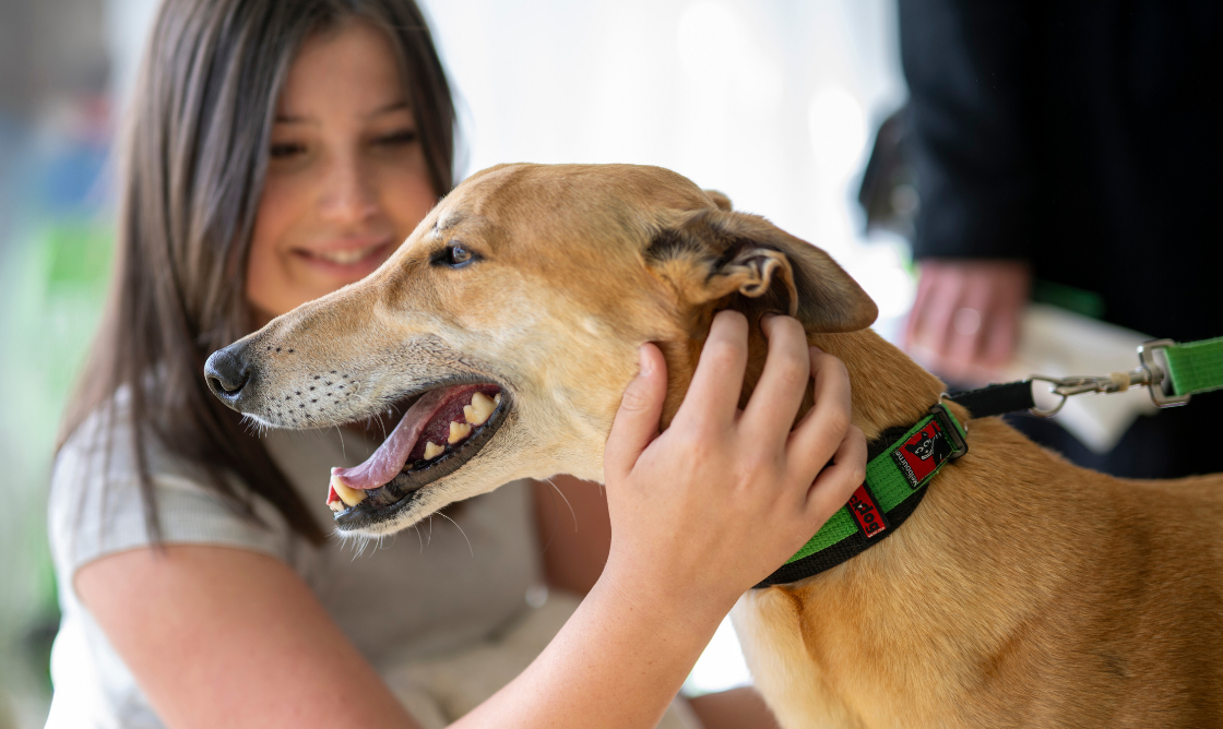 Tasracing - Tasmania's governing body of horse and greyhound racing