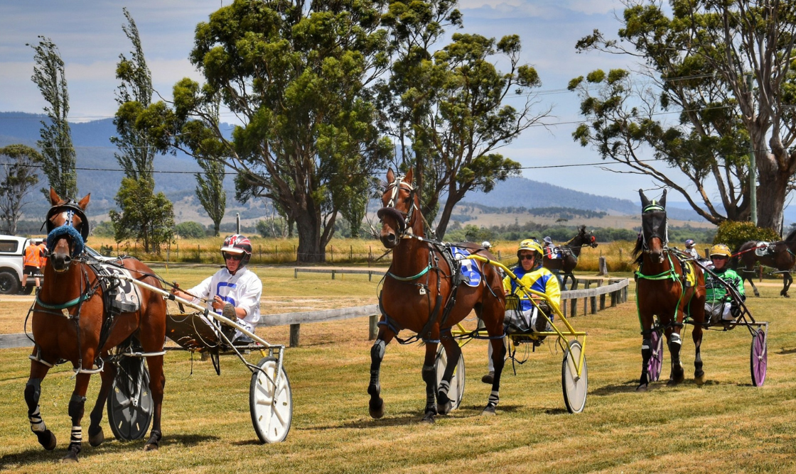 Harness Racing in Tasmania - Hub