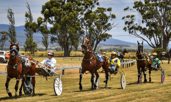 Harness Racing in Tasmania - Hub
