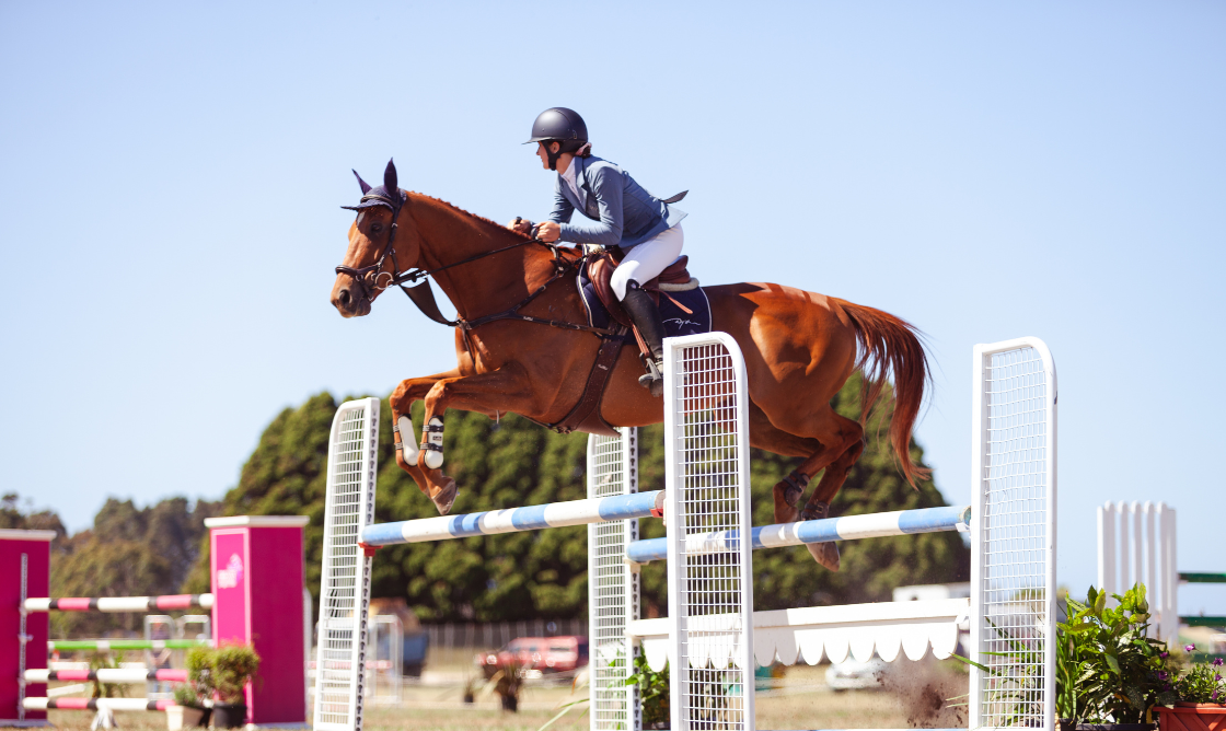 Tasracing - Tasmania's governing body of horse and greyhound racing