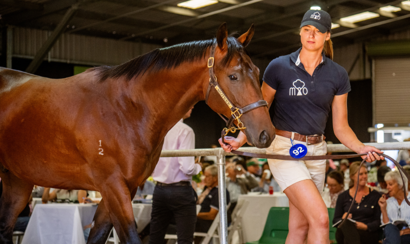 Thoroughbred Racing in Tasmania - Hub