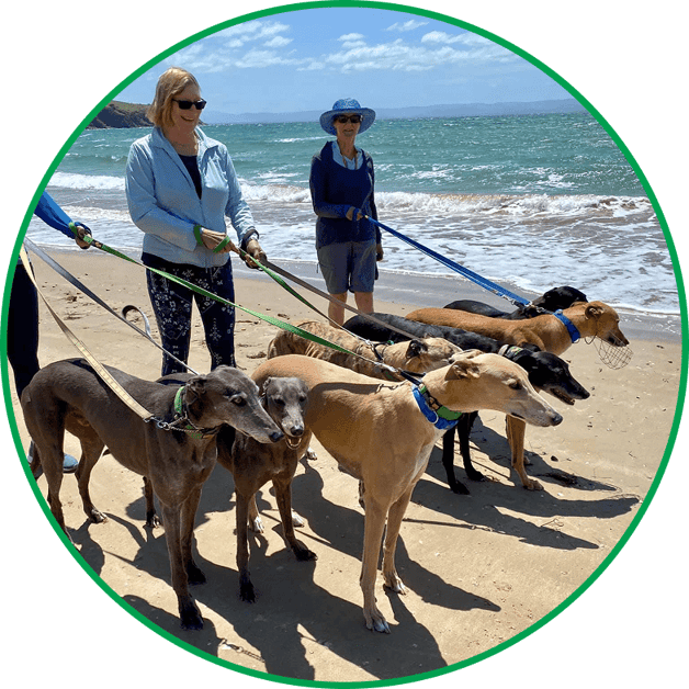 GAP - Adopt a Greyhound page