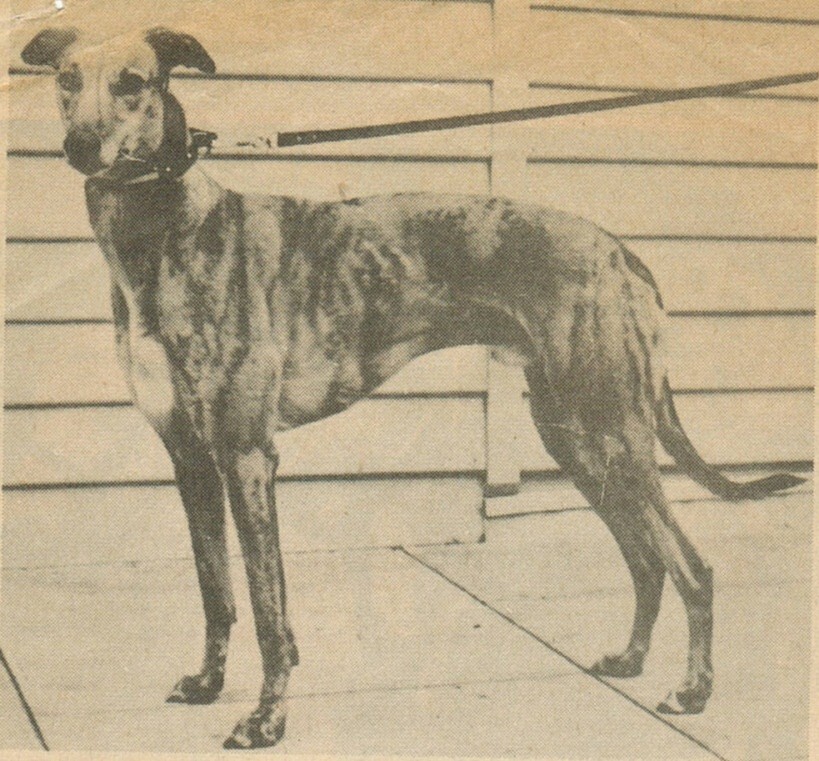 Valiant Spirit | Tasmanian Greyhound Hall Of Fame