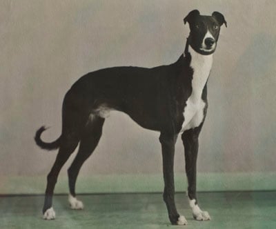Claude Best | Tasmanian Greyhound Hall Of Fame