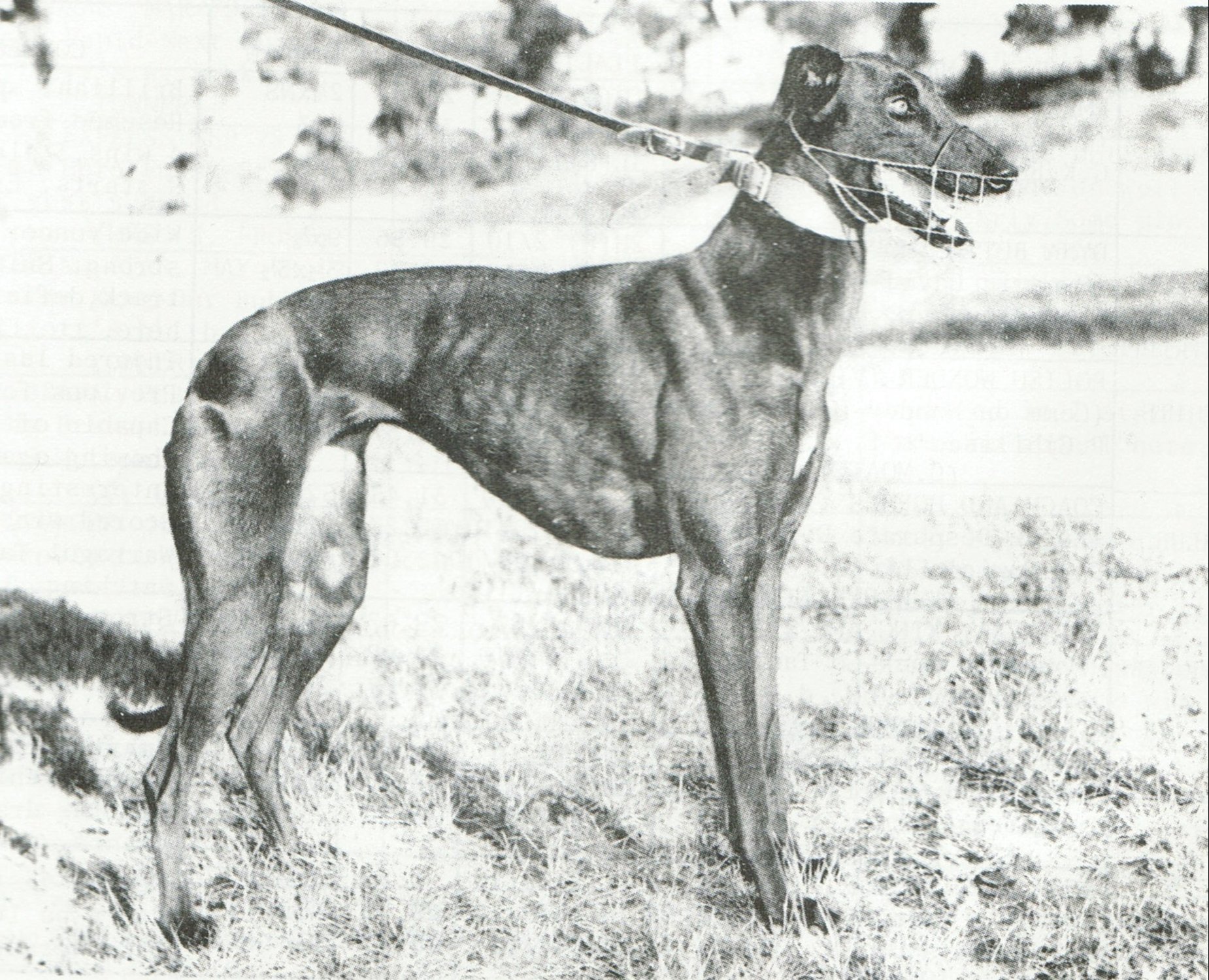 Ophir Doll | Tasmanian Greyhound Hall Of Fame