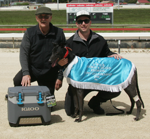 Wynburn Sheean | Tasmanian Greyhound Hall Of Fame