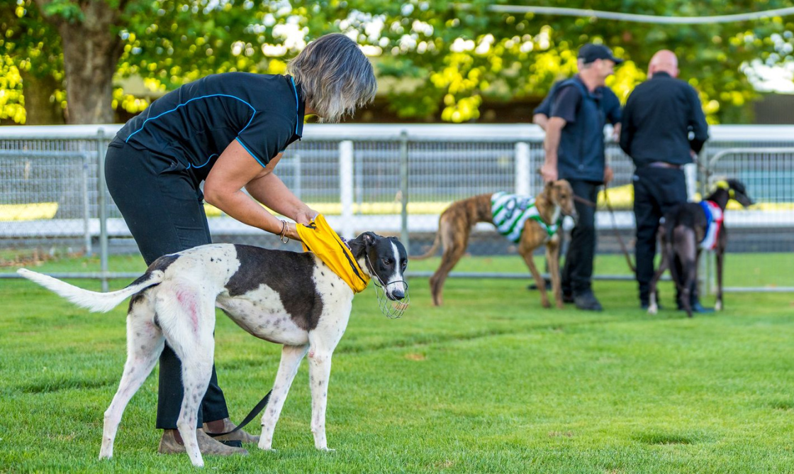 Greyhound Retirement Preparation Scheme