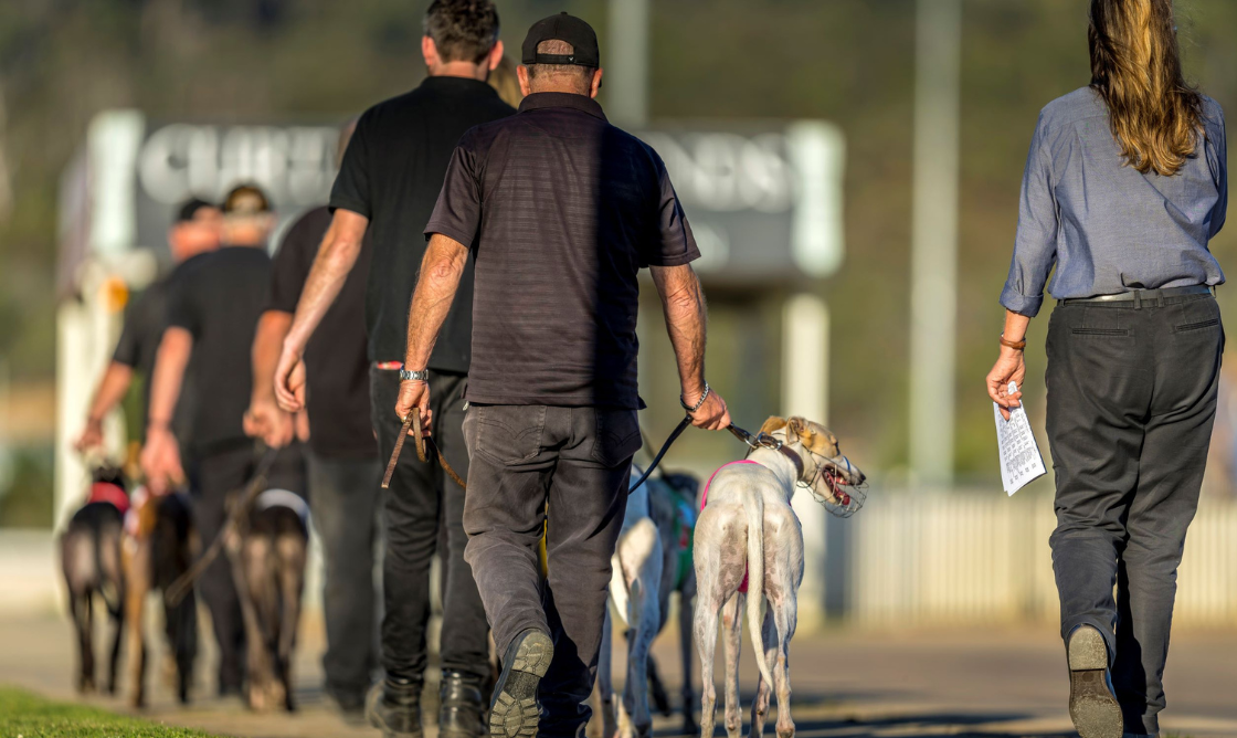 Greyhound Recovery Scheme